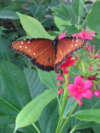 Inside the Magical Butterfly Wonderland - Haute Living