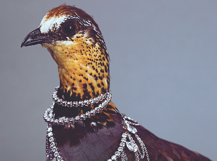 When Extraordinary Birds Meet Extraordinary Designer Jewelry