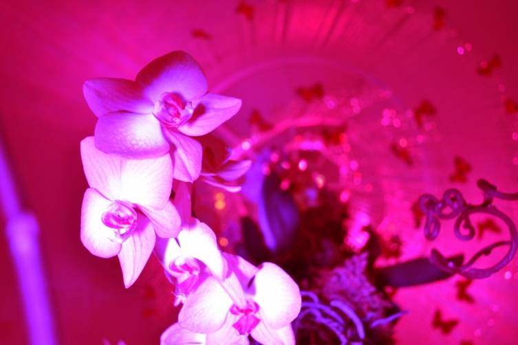 Miami: Le Basque Brings Imagination to Life at 22nd Annual "Gala in the ...