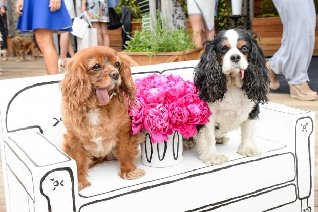 Jimmy Choo Celebrates New Limited-Edition Canine Collection