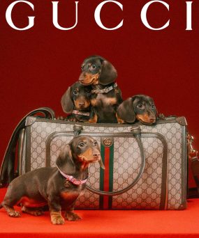 Introducing The Gucci Pet Collection For The Most Glamorous Pets